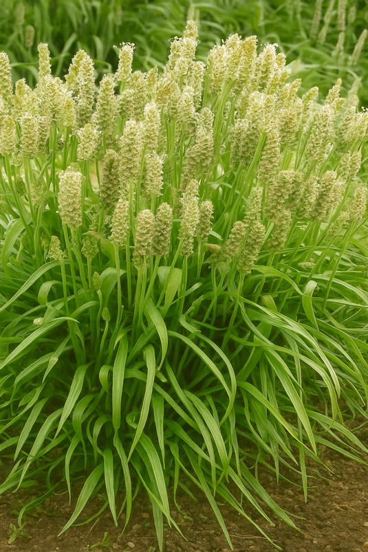 Know Your Ingredients – the daily rootine